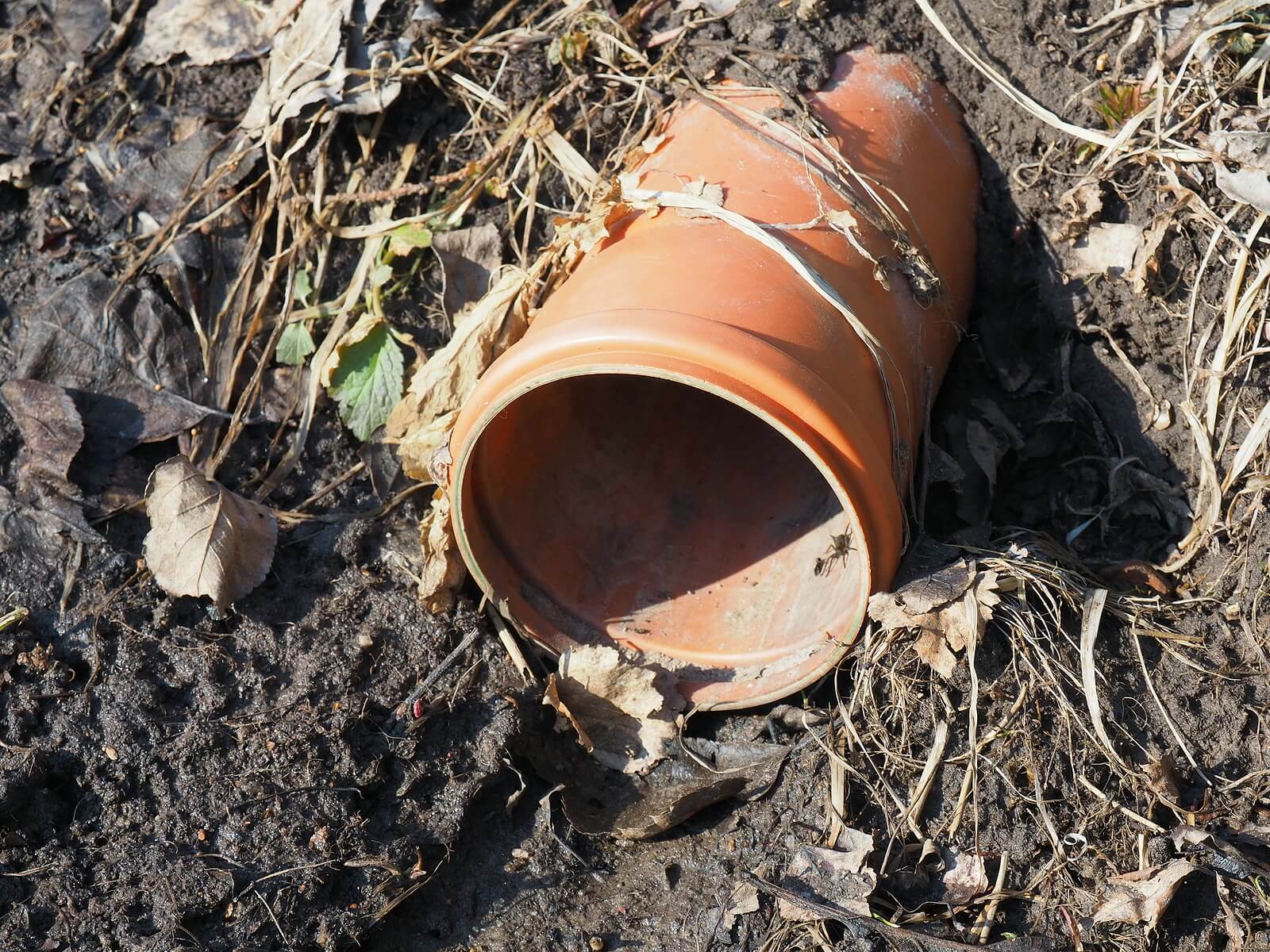 The Costs of Sewer Line Damage | Ohio Buckeye Plumbing